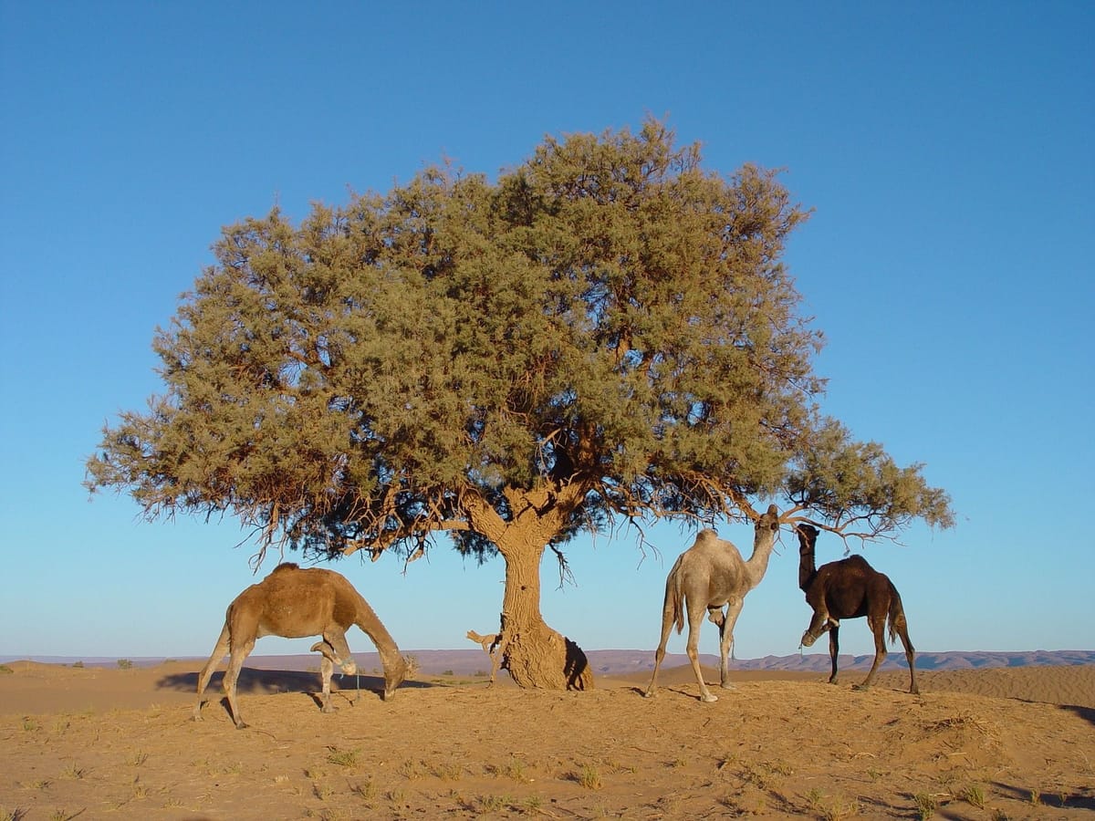 🌳 AI finds billions of trees in the Sahara
