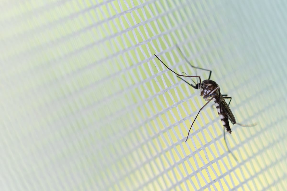 🦟 New type of mosquito net receives WHO approval in the fight against ...