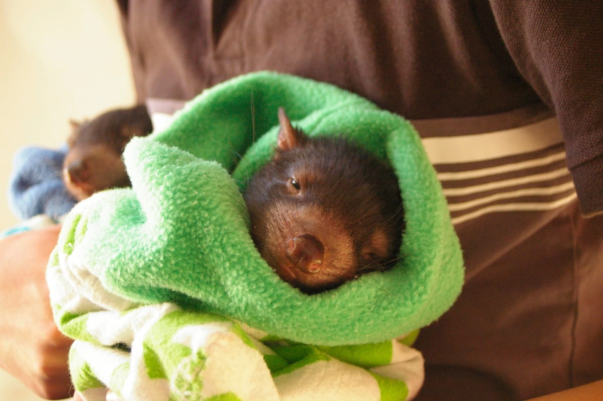 😈 Birth of 500th Tasmanian devil, at Barrington Wildlife Sanctuary