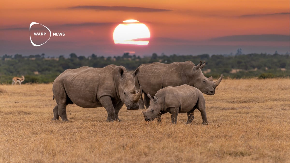 🦏 The world's first IVF pregnancy in a rhinoceros could save the species