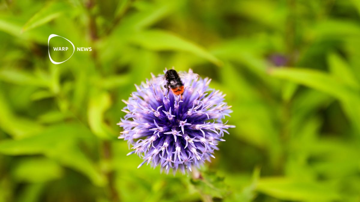 🐝 Insects in Sweden have not decreased according to new study