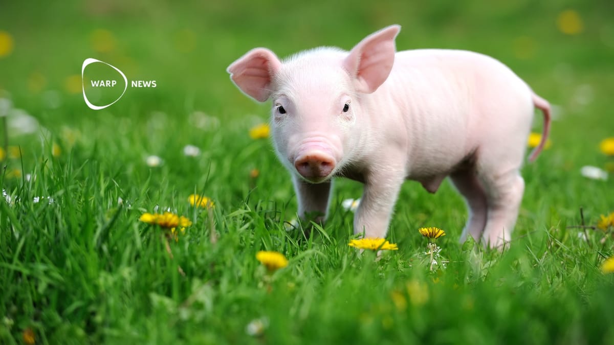 🐷 AI interprets pig sounds to improve their well-being