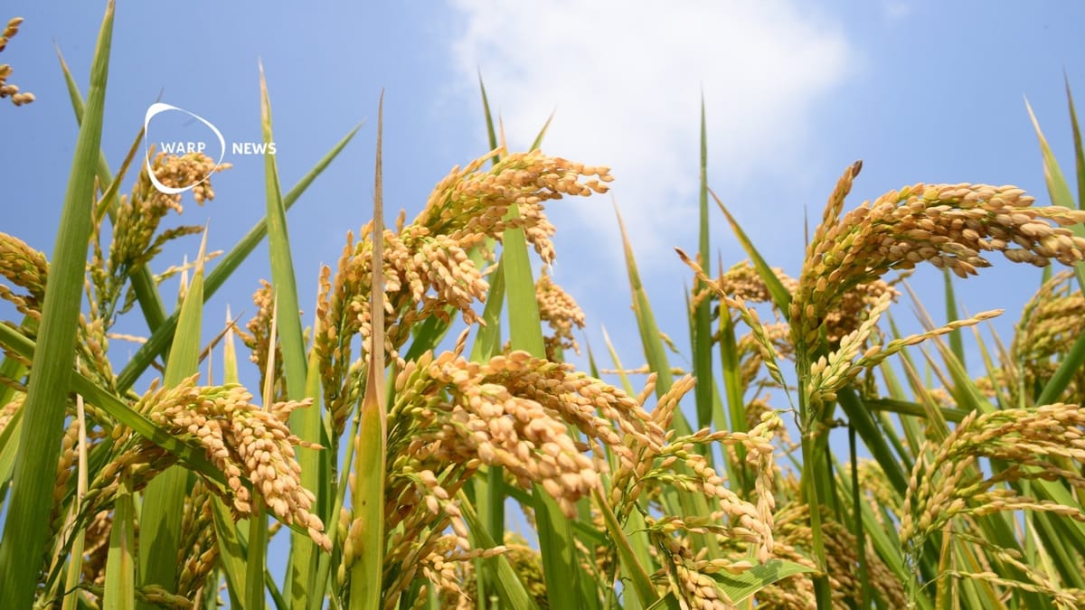 🌾 Record year for global food production