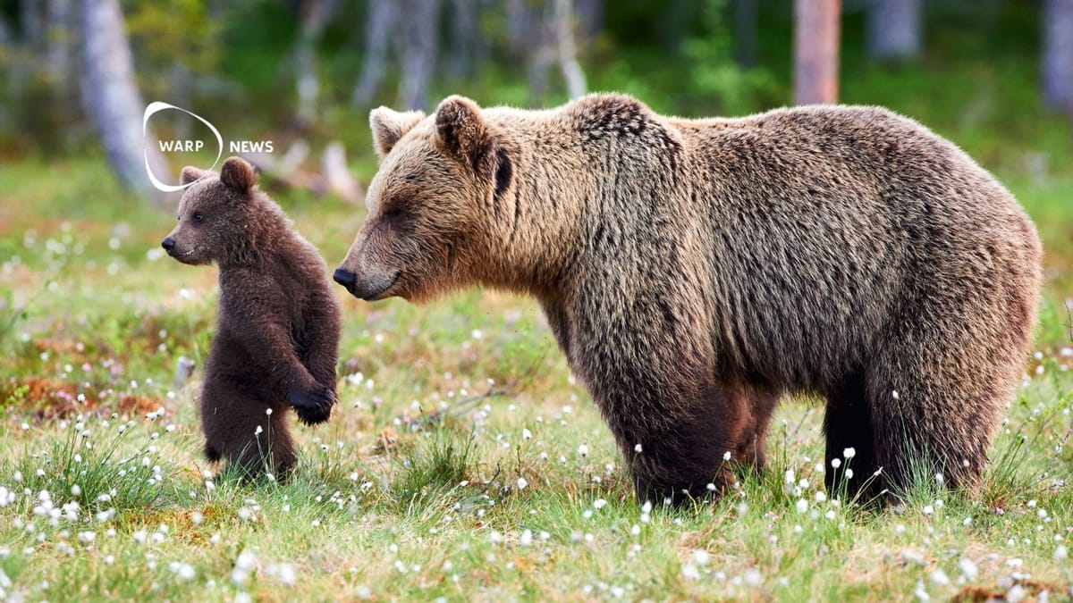 🐻 Wild predators make successful comeback in Europe
