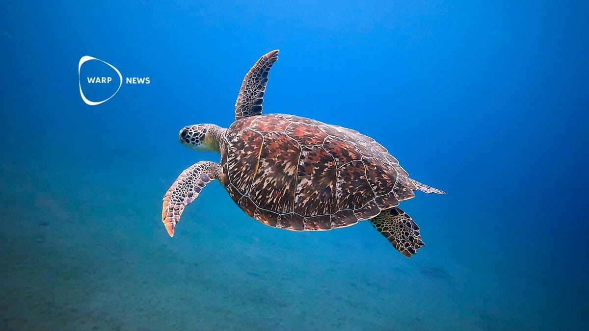 🐢 Sea turtles increasing in numbers